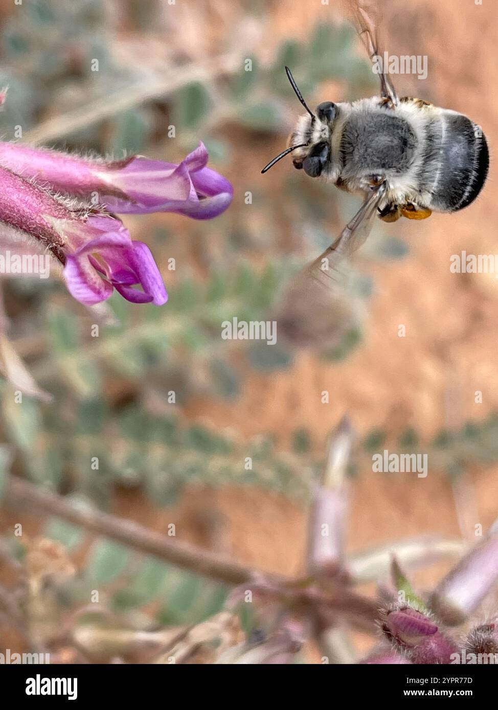 Anthophorini hi-res stock photography and images - Alamy