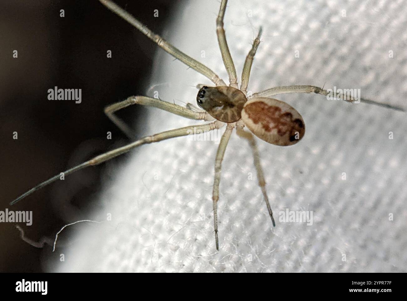 Sheetweb and Dwarf Weavers (Linyphiidae Stock Photo - Alamy