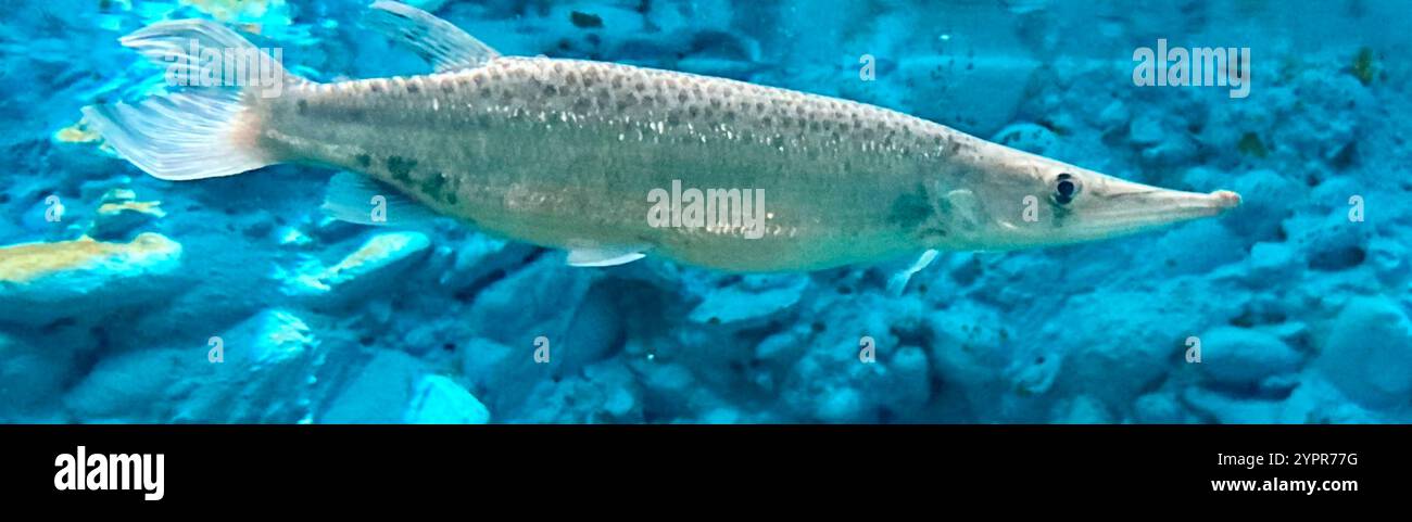 Ctenoluciidae hi-res stock photography and images - Alamy