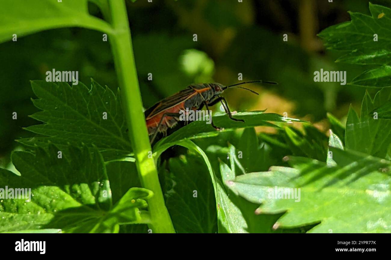 Western Boxelder Bug (Boisea rubrolineata Stock Photo - Alamy