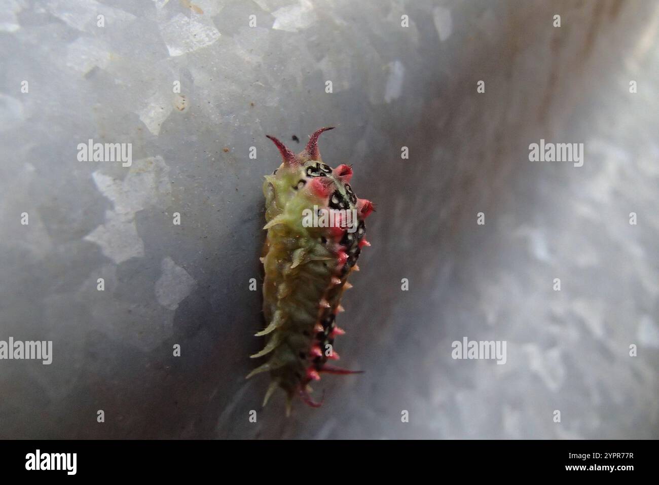 Doratifera quadriguttata hi-res stock photography and images - Alamy