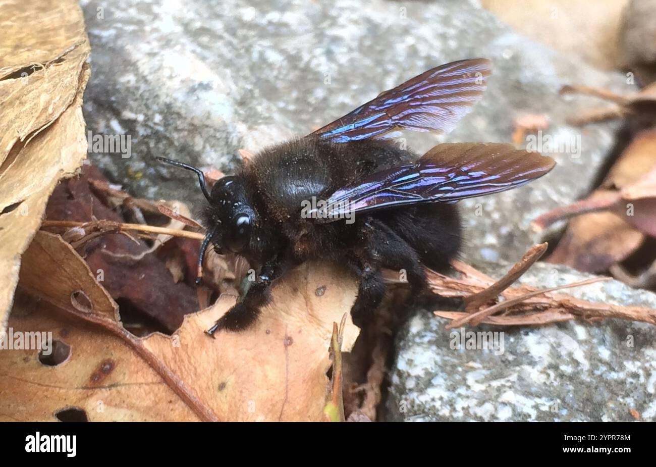Violet Carpenter Bee (Xylocopa violacea Stock Photo - Alamy