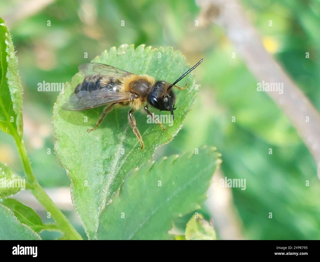 Mining Bees (Andrena Stock Photo - Alamy