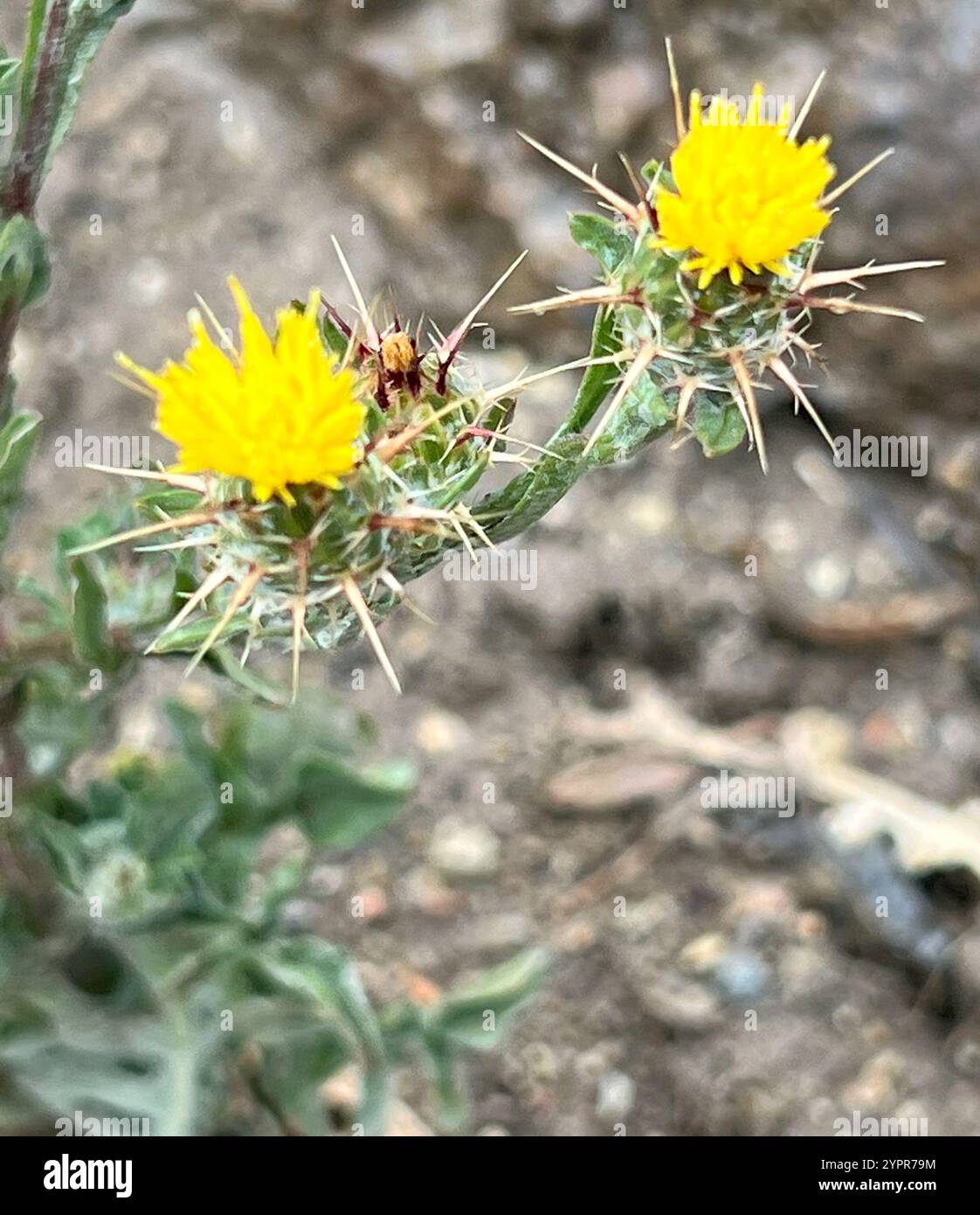 Maltese star-thistle (Centaurea melitensis Stock Photo - Alamy