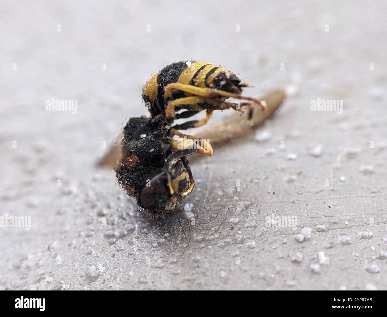 Ancistrocerus gazella hi-res stock photography and images - Alamy