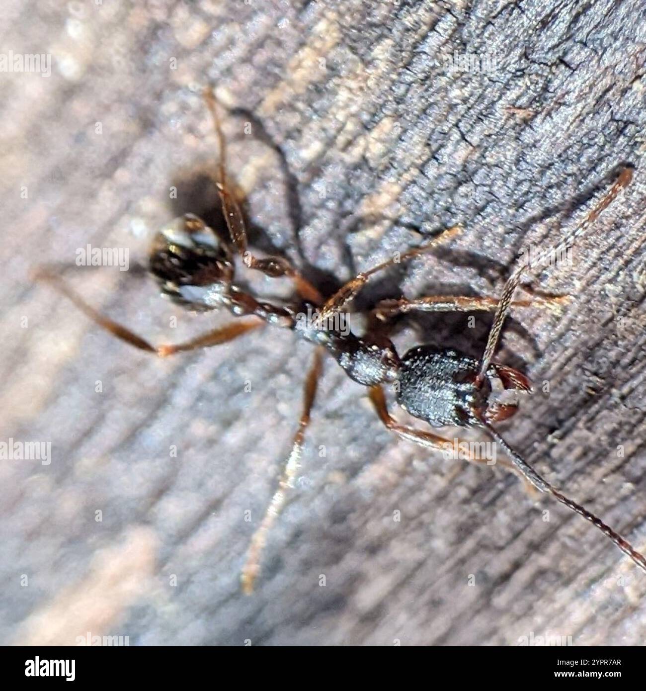 Aphaenogaster picea hi-res stock photography and images - Alamy