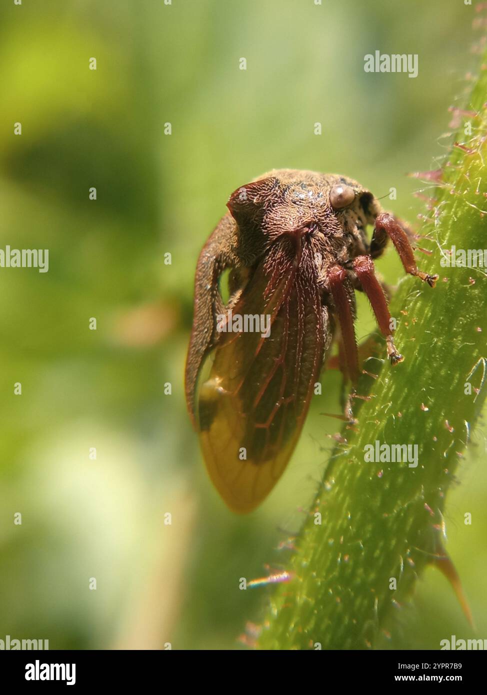 Horned Treehopper (Centrotus cornutus Stock Photo - Alamy