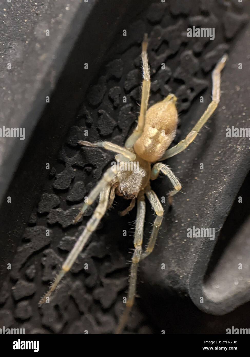 Longlegged Sac Spiders (Cheiracanthium Stock Photo - Alamy