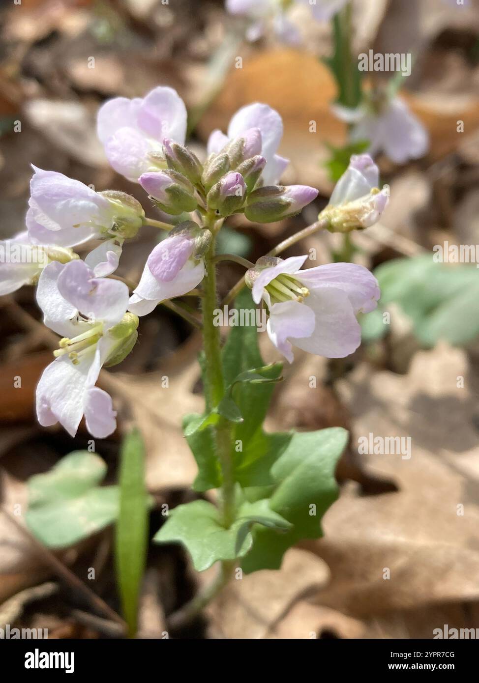 Purple Cress (Cardamine douglassii Stock Photo - Alamy