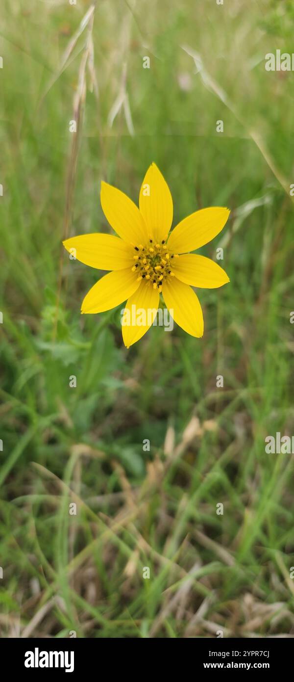 Engelmann daisy (Engelmannia peristenia Stock Photo - Alamy