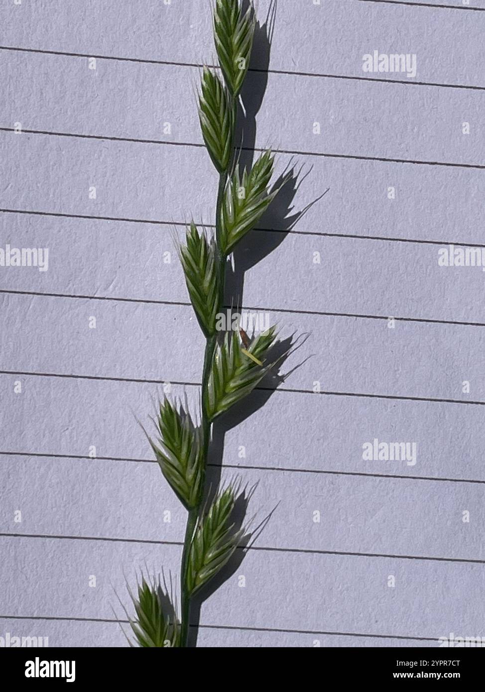 Italian Ryegrass (Lolium multiflorum Stock Photo - Alamy