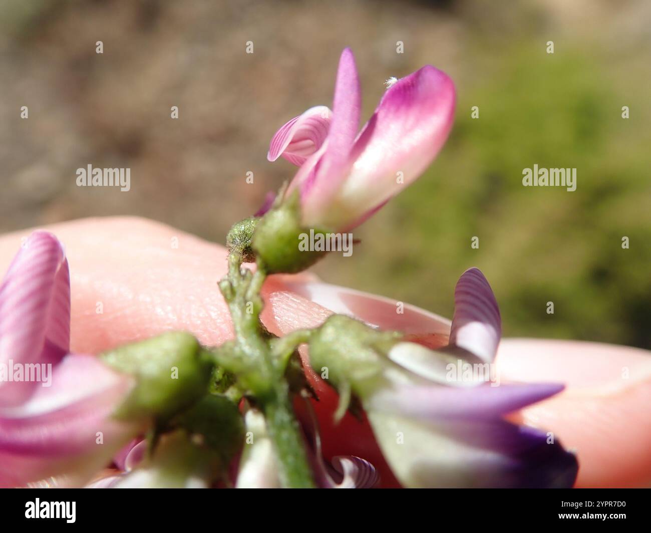 Spiny Bubblepod (Lessertia spinescens Stock Photo - Alamy