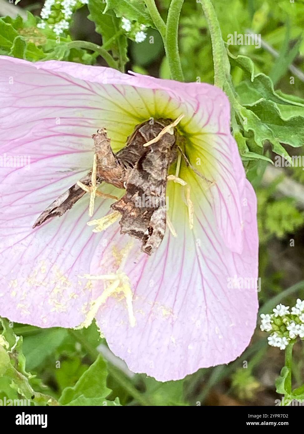 Lettered Sphinx (Deidamia inscriptum Stock Photo - Alamy