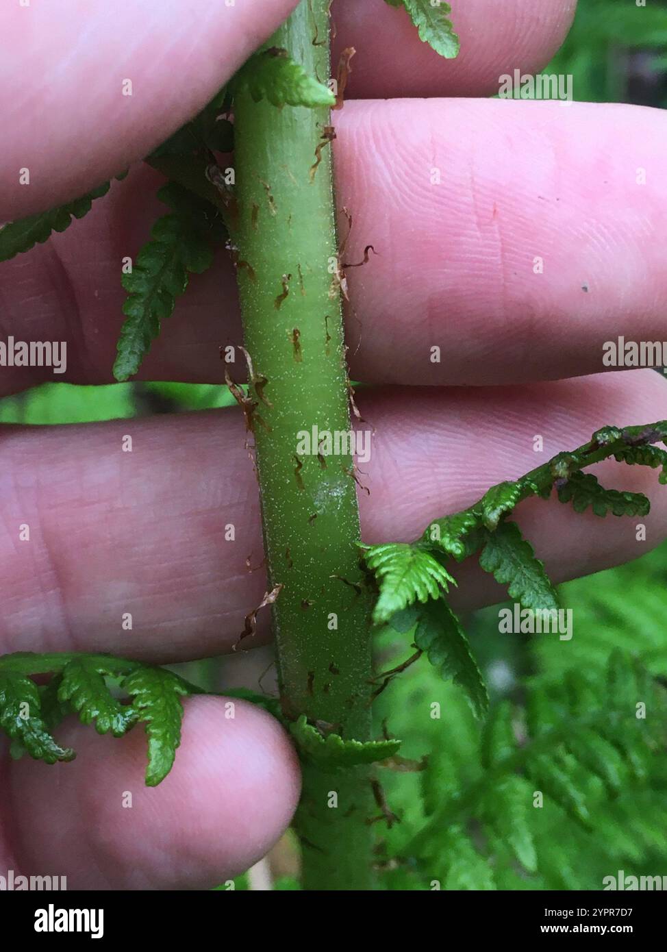 western lady fern (Athyrium filix-femina cyclosorum Stock Photo - Alamy