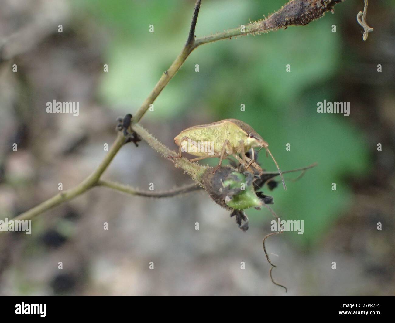 Brown stink bugs euschistus hi-res stock photography and images - Alamy
