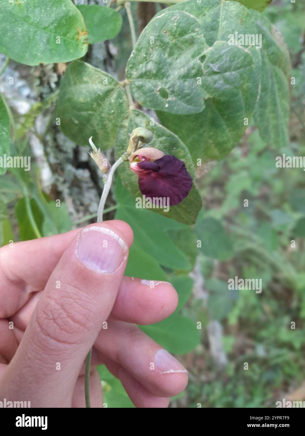 Purple Bush-Bean (Macroptilium atropurpureum Stock Photo - Alamy
