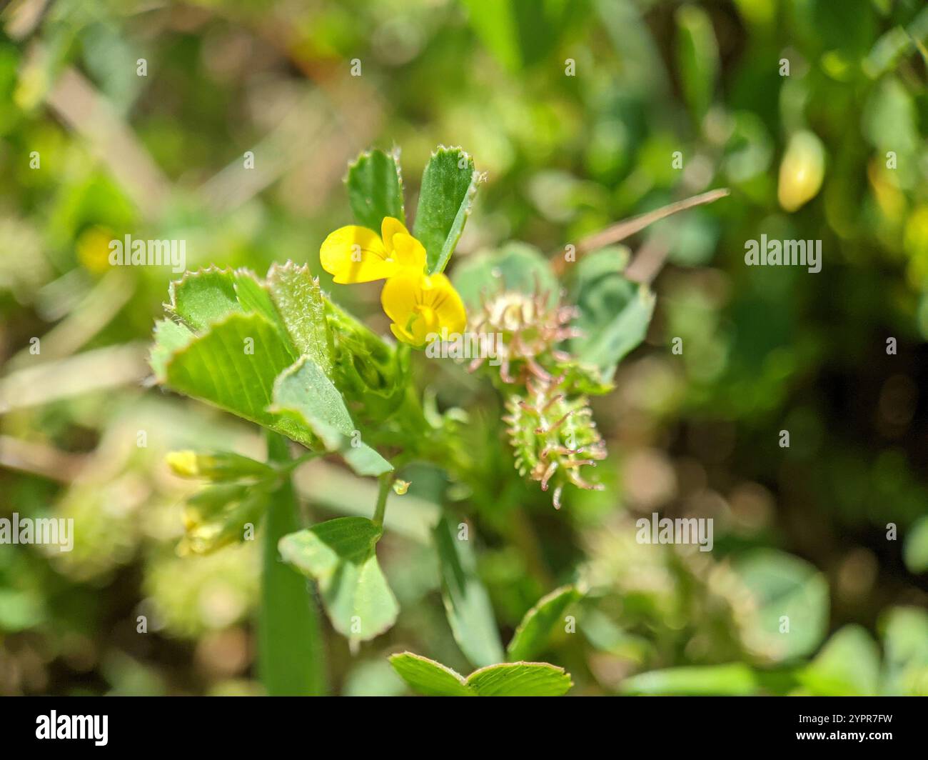 bur clover (Medicago polymorpha Stock Photo - Alamy