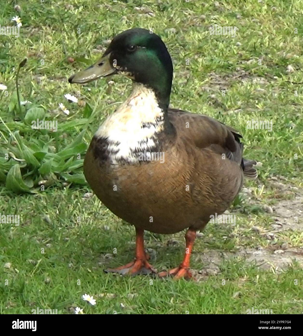 Domestic Mallard (Anas platyrhynchos domesticus Stock Photo - Alamy