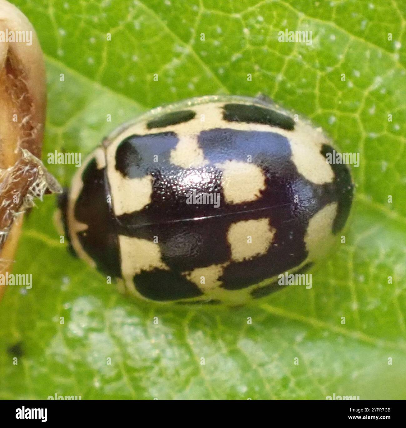 Fourteen-spotted Lady Beetle (Propylea quatuordecimpunctata Stock Photo ...