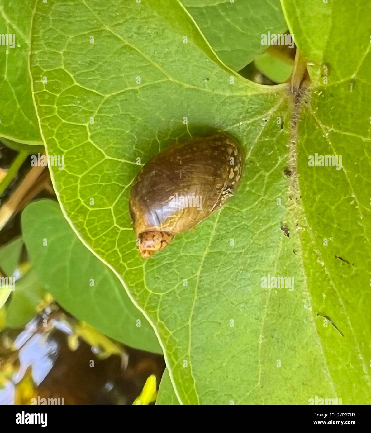 Acute Bladder Snail (Physella acuta Stock Photo - Alamy