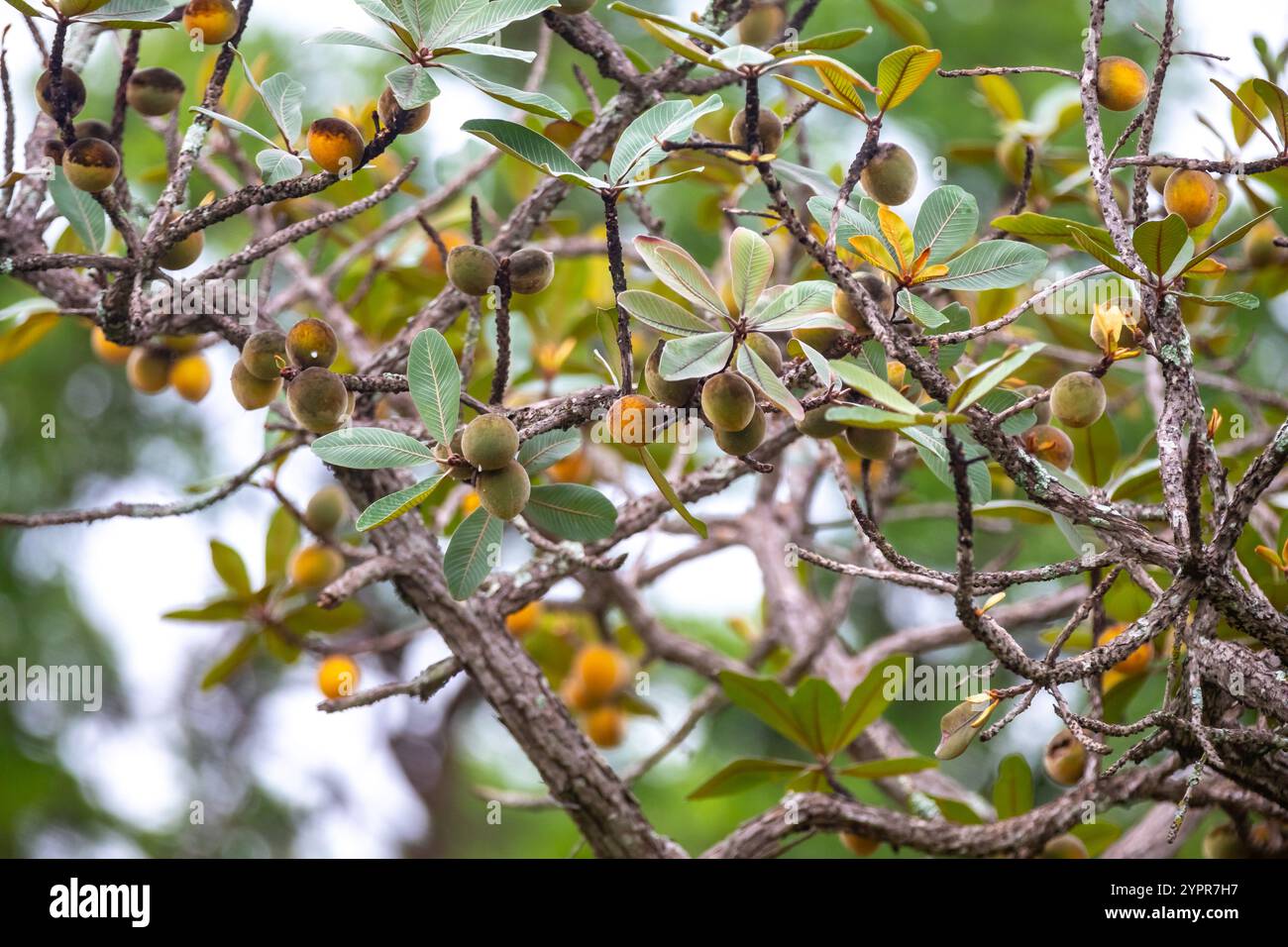 Curriola (Pouteria ramiflora) wild fruit from the Brazilian cerrado ...