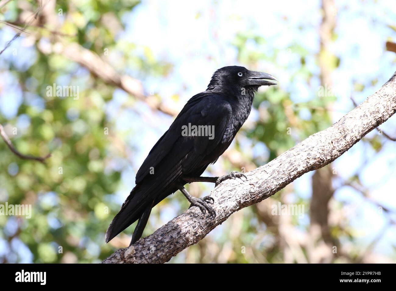 Torresian crow hi-res stock photography and images - Alamy