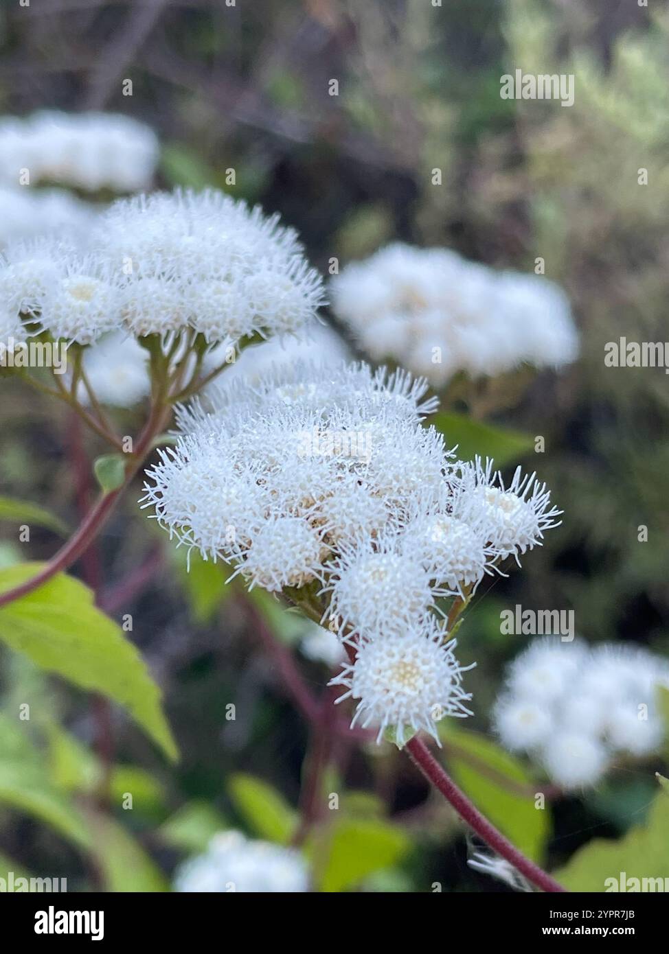 Crofton Weed (Ageratina adenophora Stock Photo - Alamy