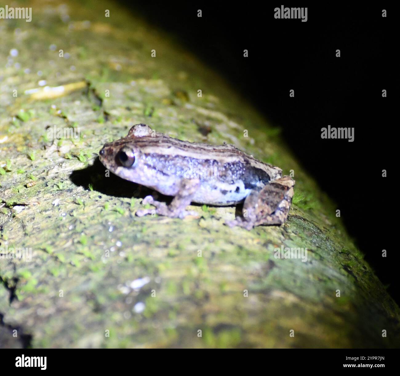 Frogs and Toads (Anura Stock Photo - Alamy