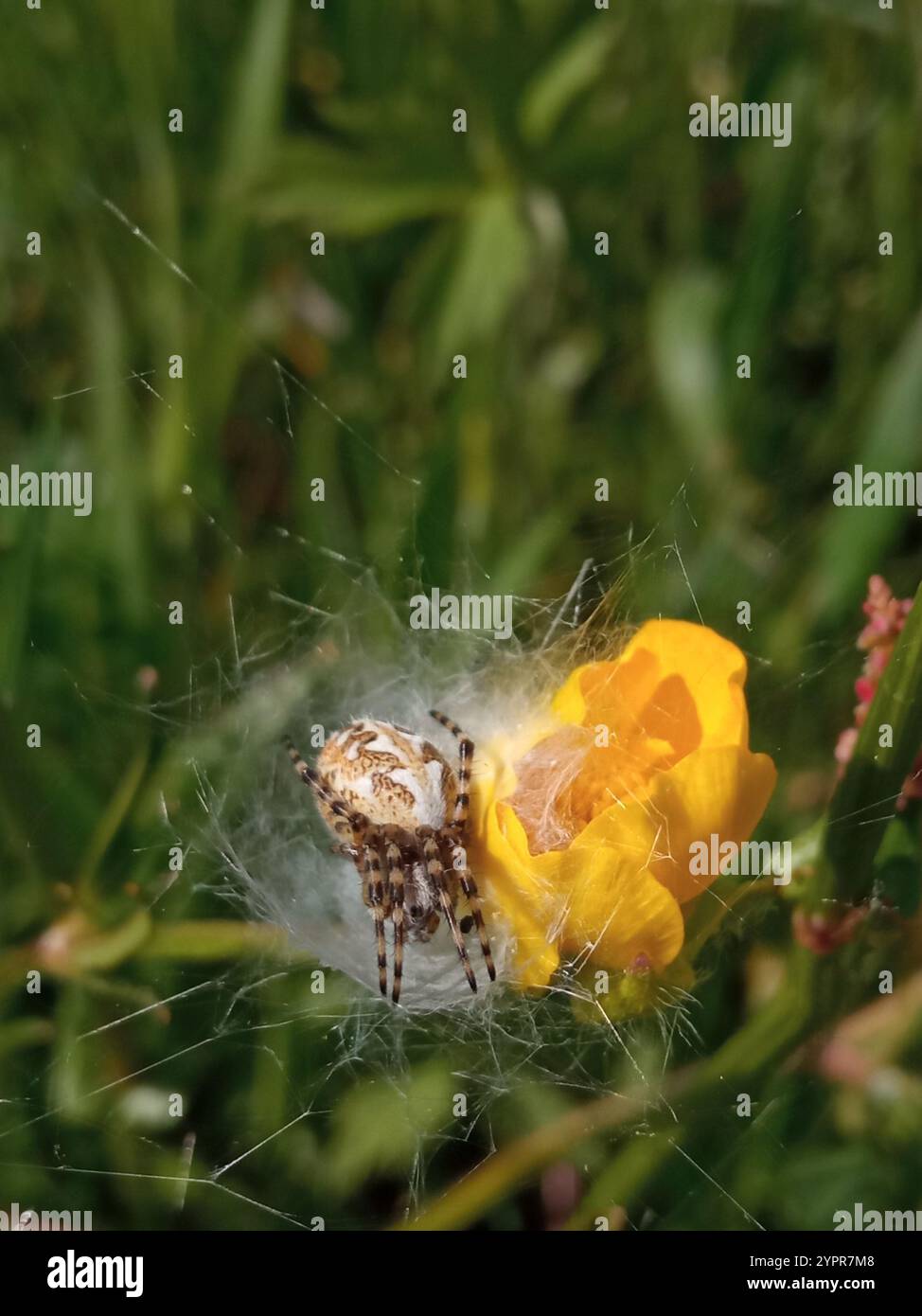Oak Spider (Aculepeira ceropegia Stock Photo - Alamy