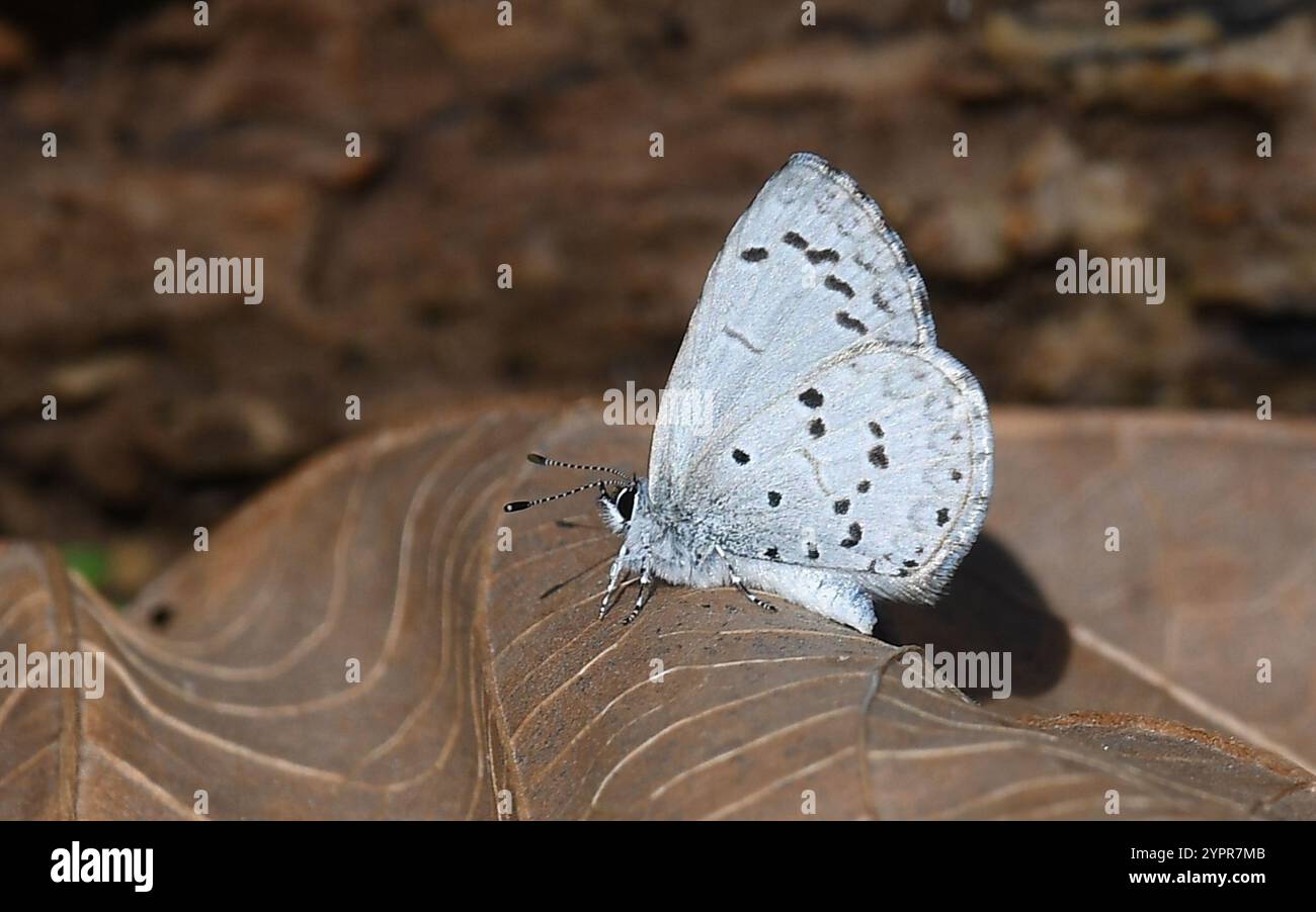 Spring Azure (Celastrina ladon Stock Photo - Alamy