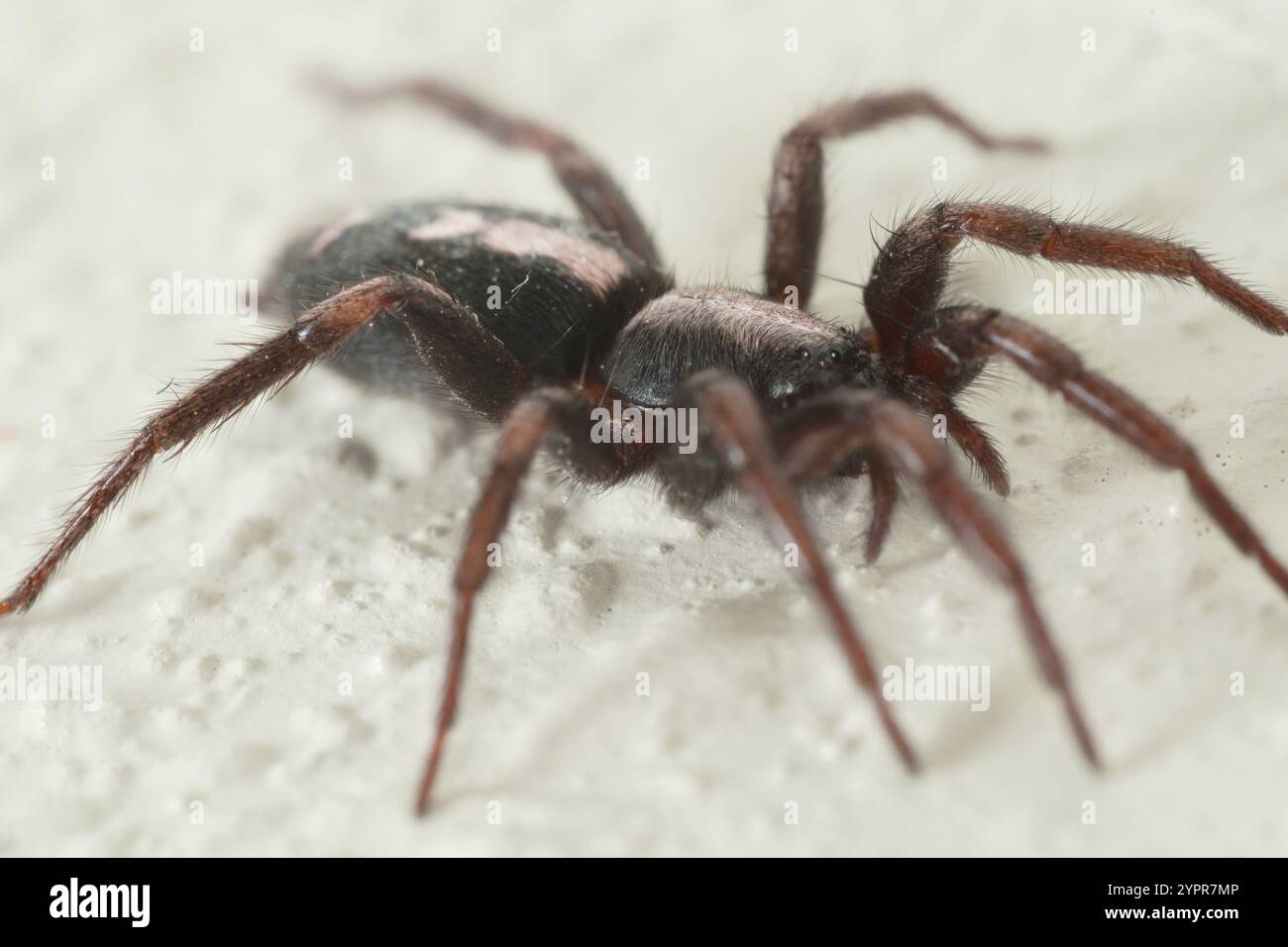 Eastern Parson Spider (Herpyllus ecclesiasticus Stock Photo - Alamy