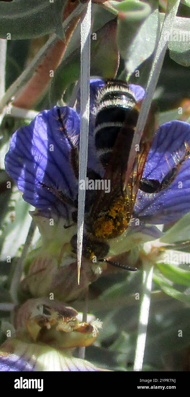 Scoliid Wasps (Scoliidae Stock Photo - Alamy