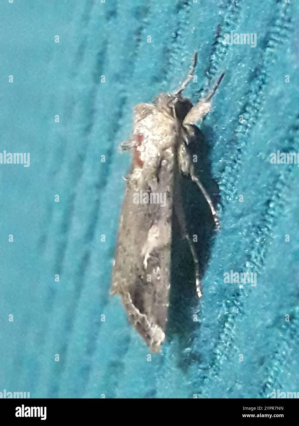 Armyworm Moths (Spodoptera Stock Photo - Alamy