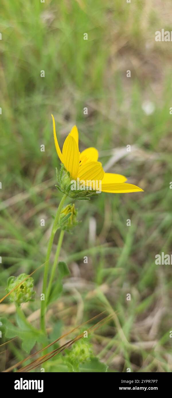 Engelmann daisy hi-res stock photography and images - Alamy