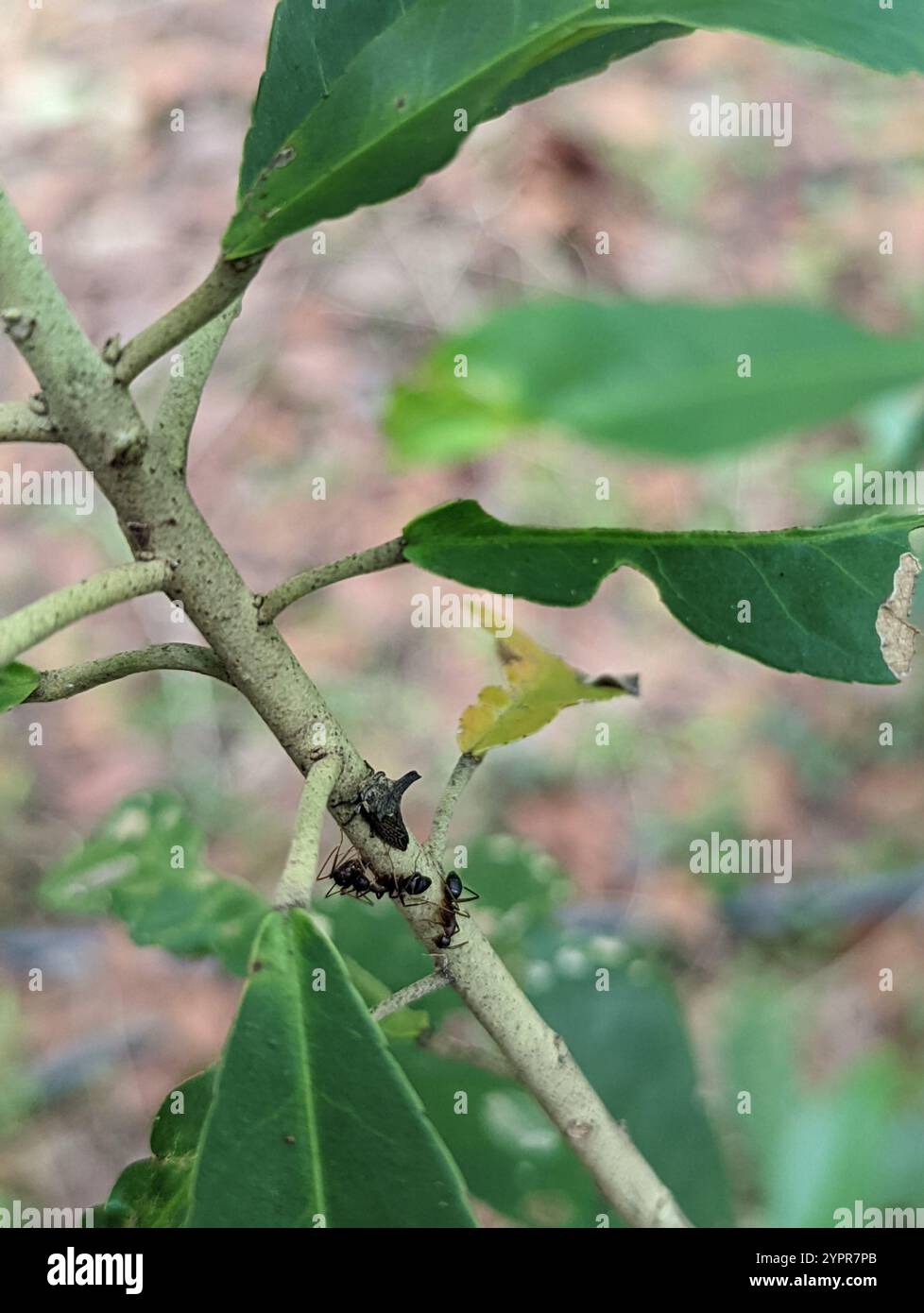 True Bugs, Hoppers, Aphids, and allies (Hemiptera Stock Photo - Alamy