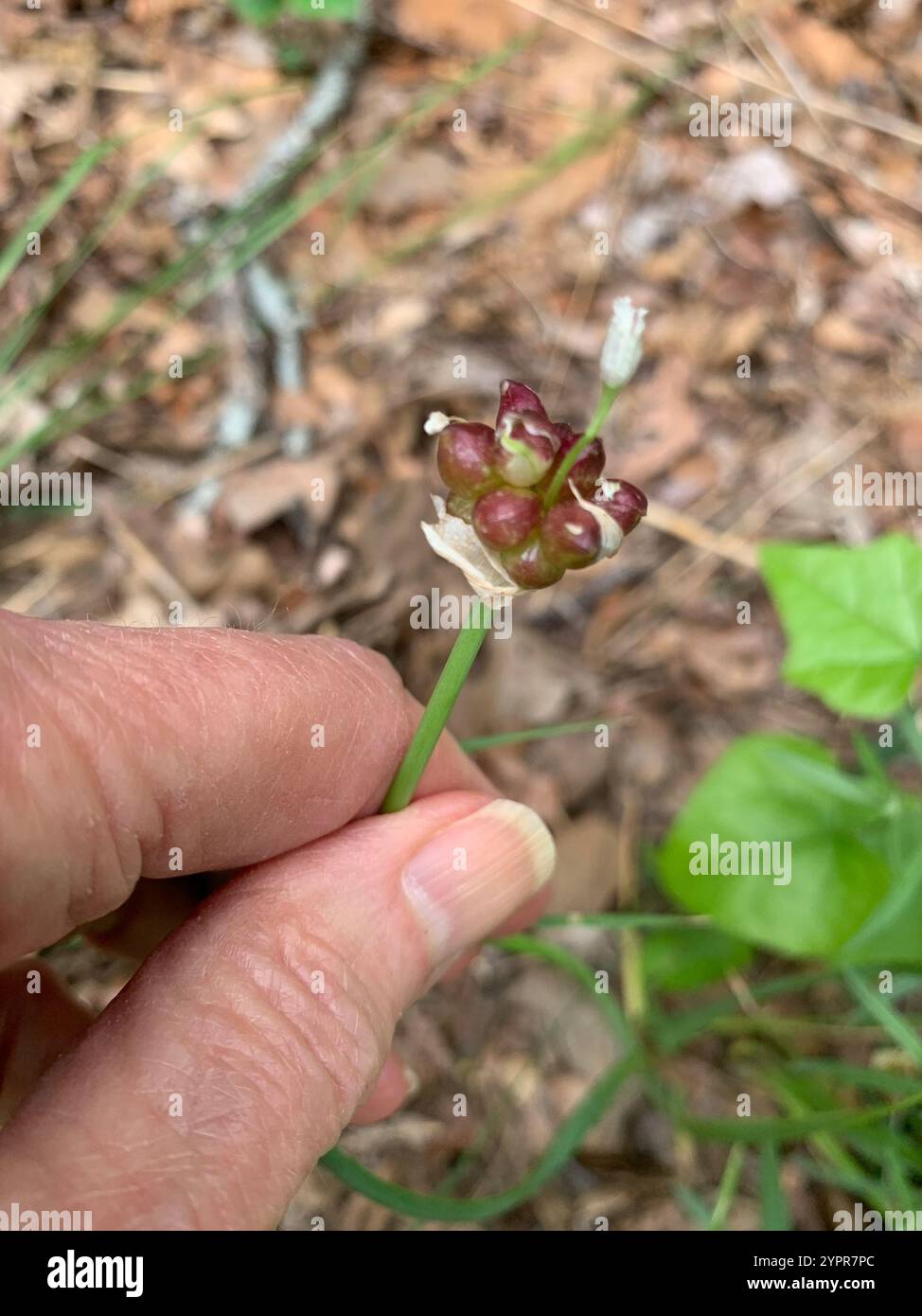 Canadian Meadow garlic (Allium canadense Stock Photo - Alamy