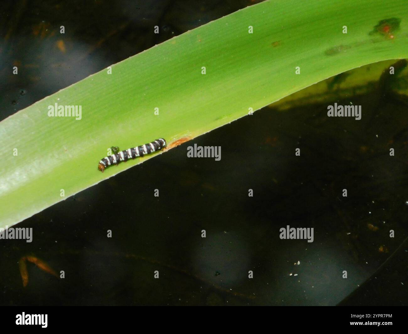 Spanish Moth (Xanthopastis regnatrix Stock Photo - Alamy