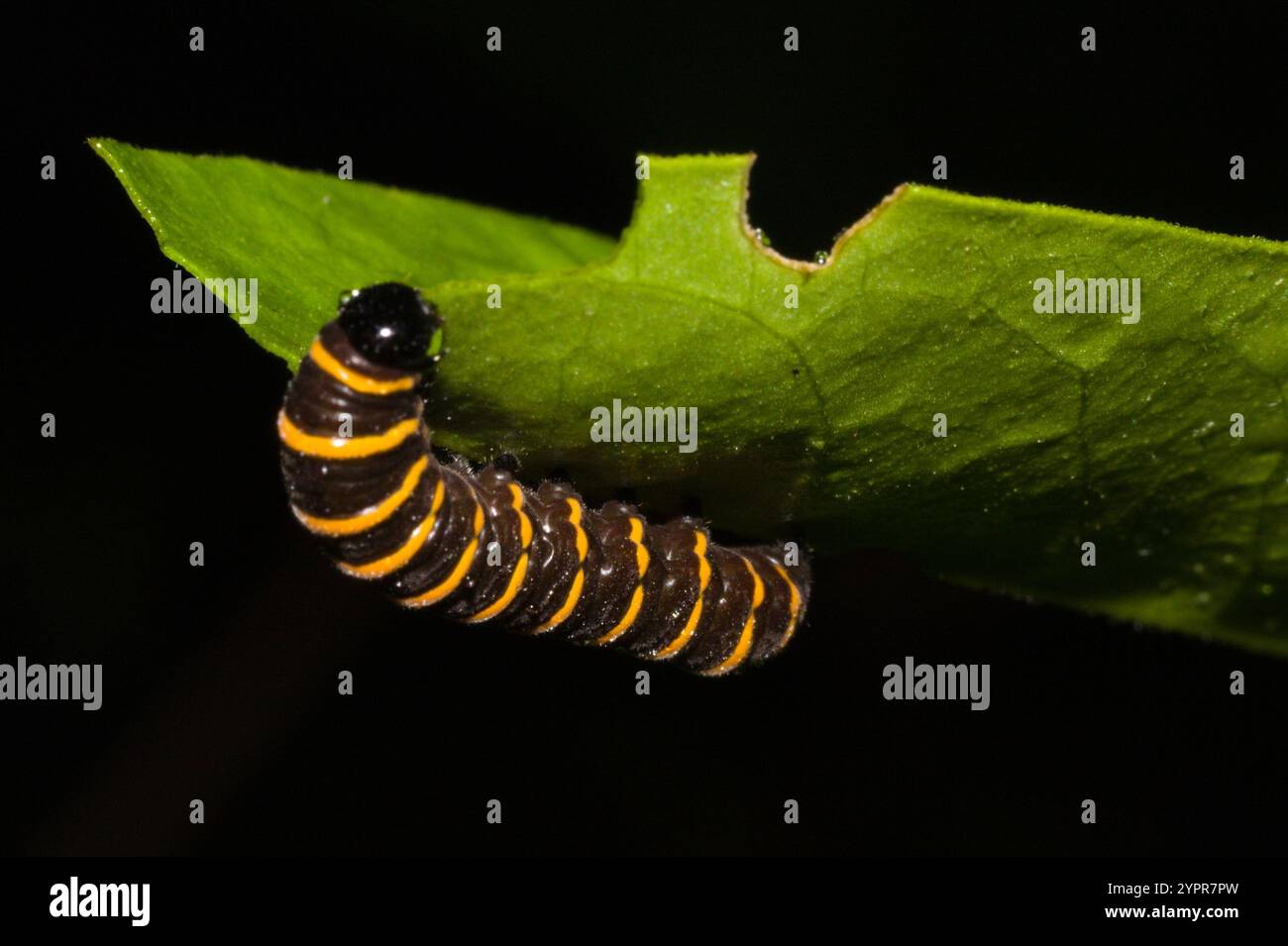 themisto amberwing (Methona themisto Stock Photo - Alamy