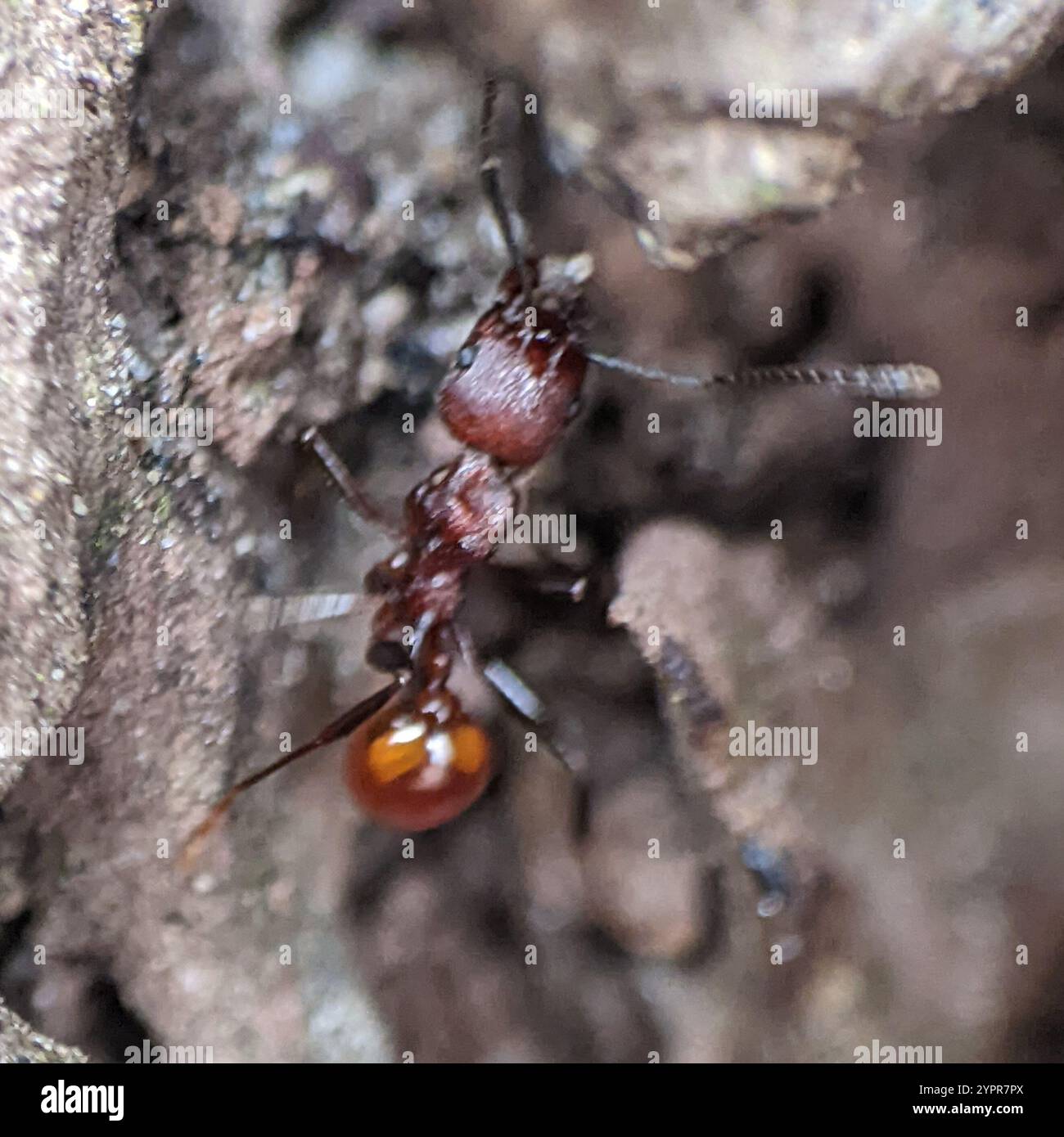 Tennessee collared ant hi-res stock photography and images - Alamy