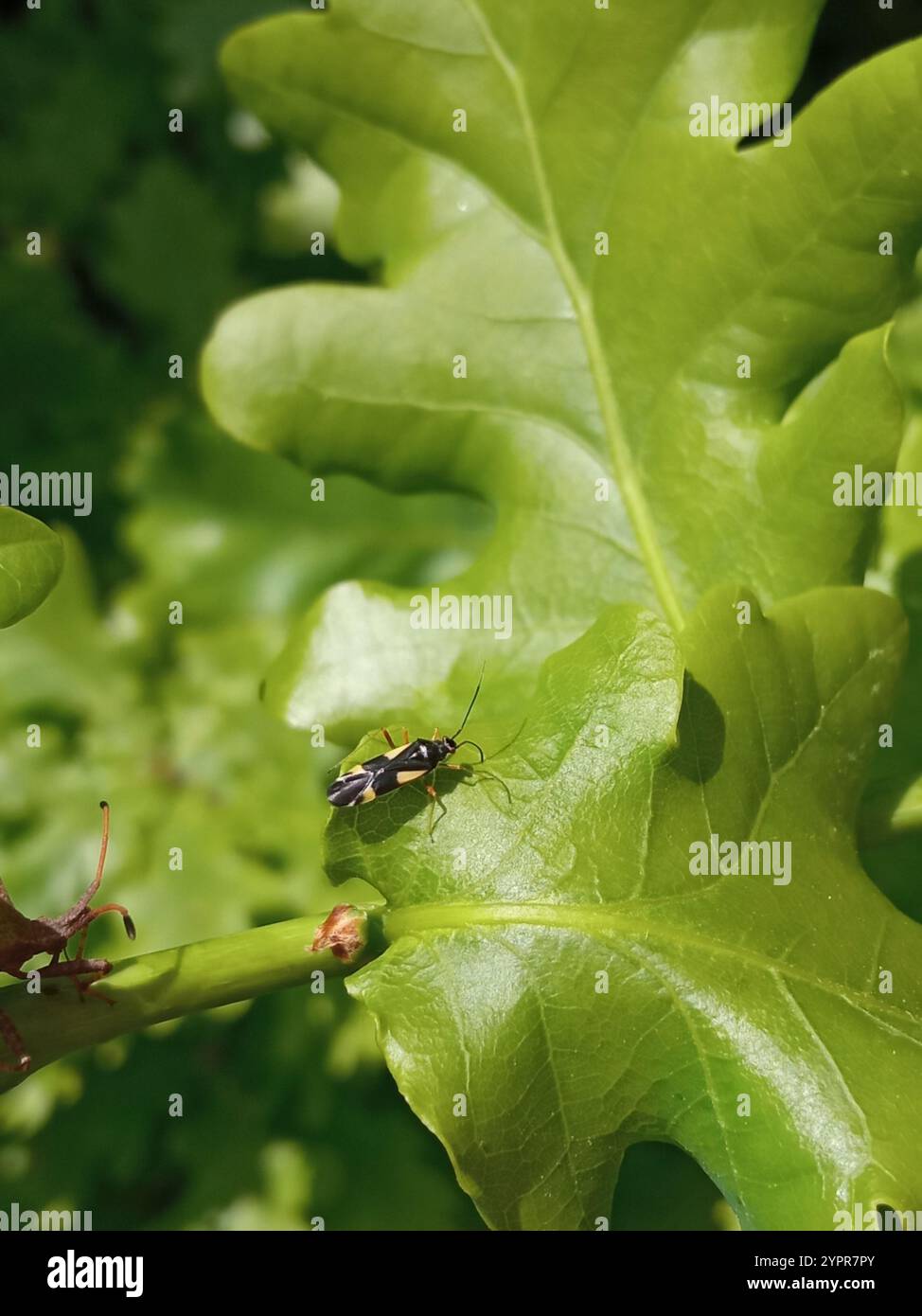 four-spotted plant bug (Dryophilocoris flavoquadrimaculatus Stock Photo ...