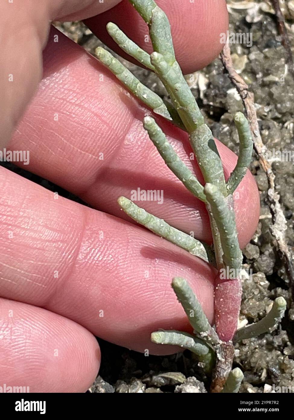 Virginia Glasswort (Salicornia depressa Stock Photo - Alamy