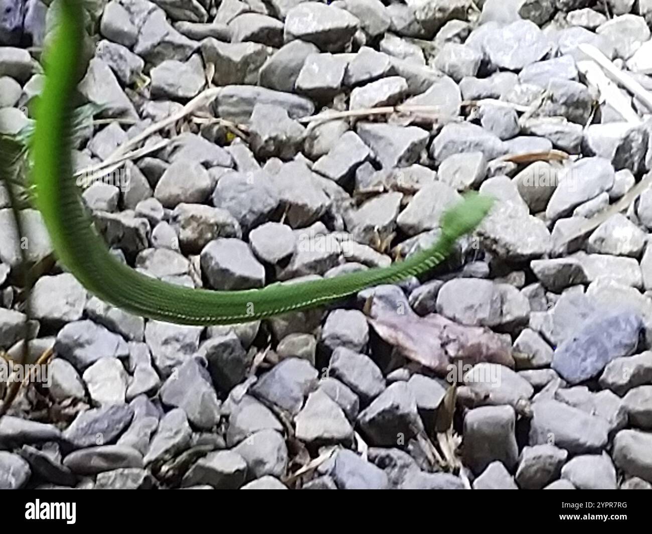 Chinese Green Tree Viper (Trimeresurus stejnegeri Stock Photo - Alamy