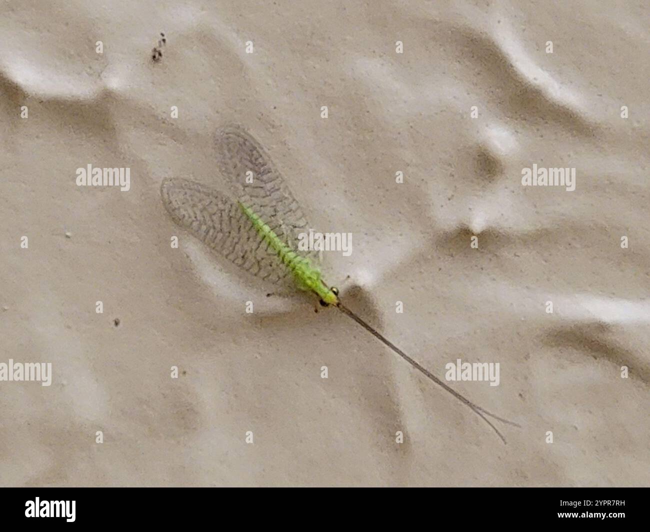 Typical Green Lacewings (Chrysopinae Stock Photo - Alamy
