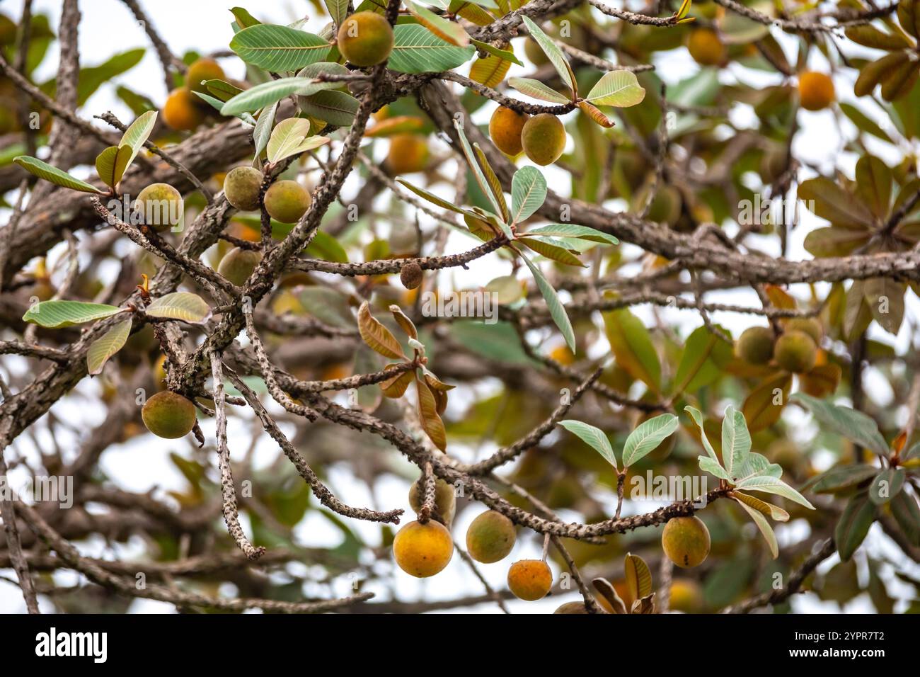 Curriola (Pouteria ramiflora) wild fruit from the Brazilian cerrado ...