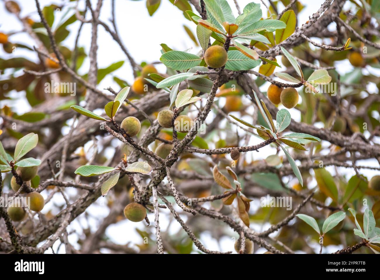 Curriola (Pouteria ramiflora) wild fruit from the Brazilian cerrado ...