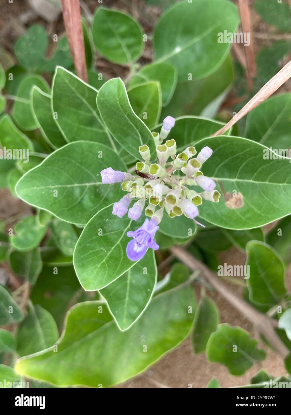 (Vitex trifolia trifolia Stock Photo - Alamy