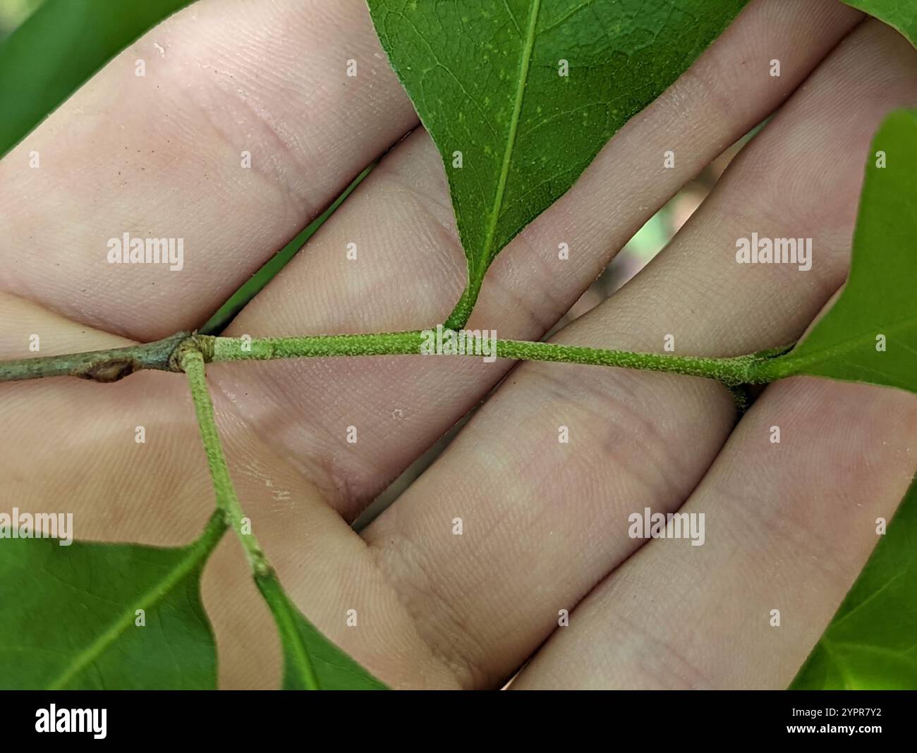Myrtle Oak (Quercus myrtifolia Stock Photo - Alamy
