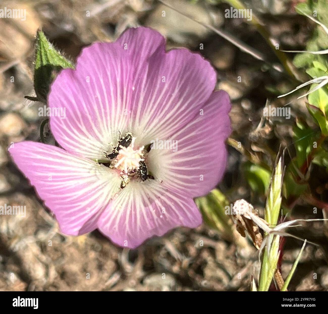 fringed checkerbloom (Sidalcea diploscypha Stock Photo - Alamy