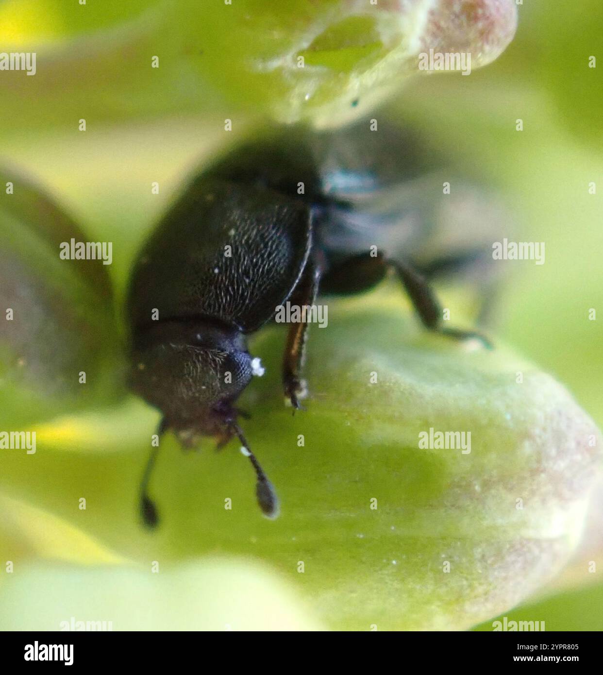 Pollen Beetles (Meligethinae Stock Photo - Alamy