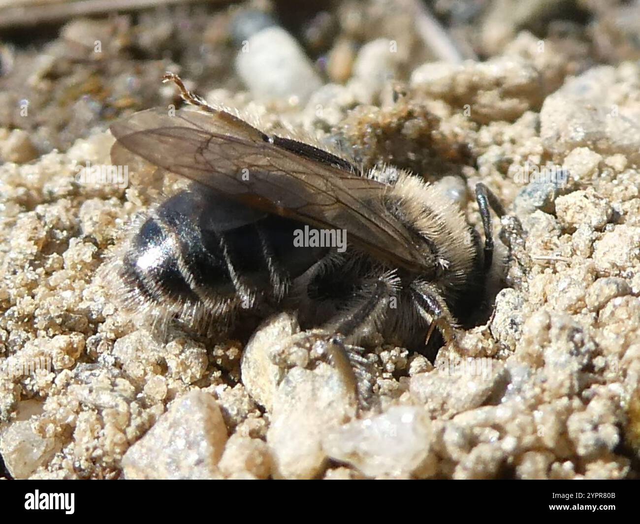 Mining Bees (Andrena Stock Photo - Alamy